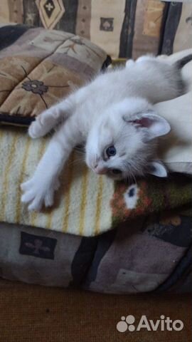 Котенок в дар