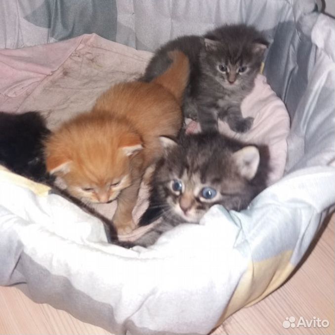 Домашние животные котята