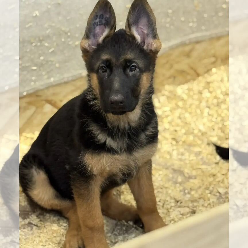 Немецкая овчарка, щенок