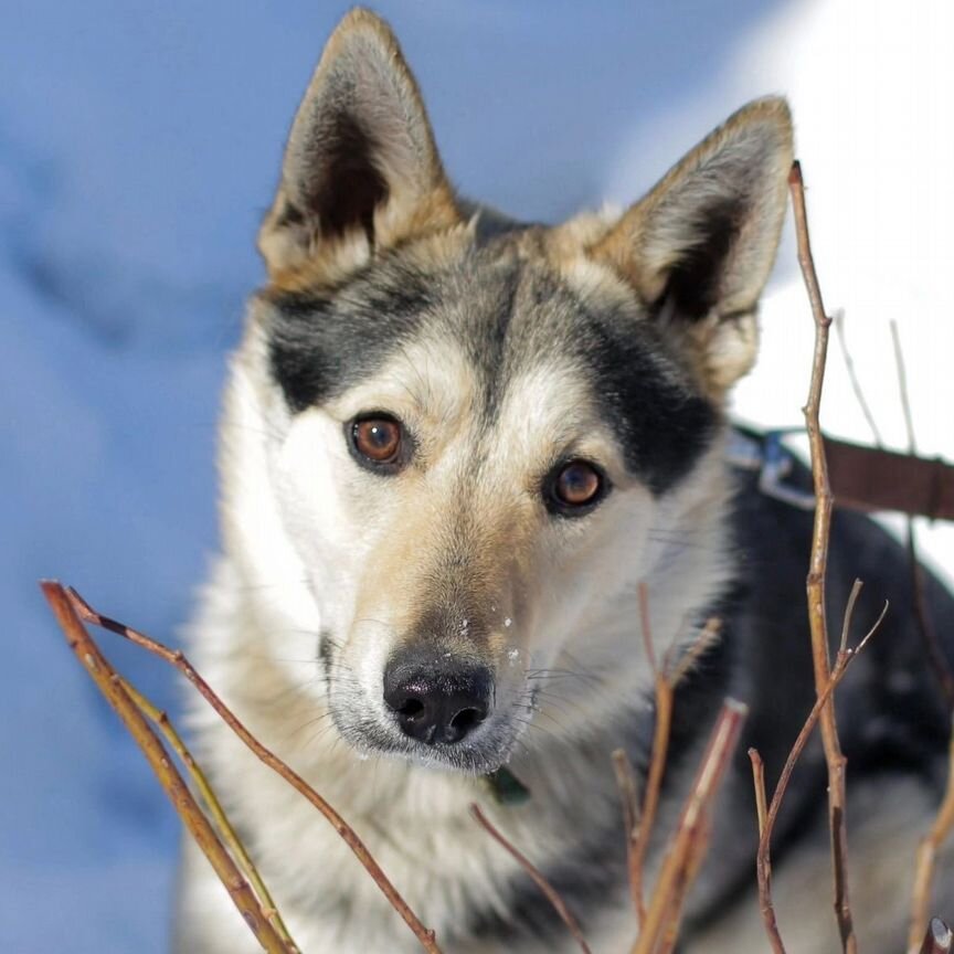 Взрослый пёс в добрые руки