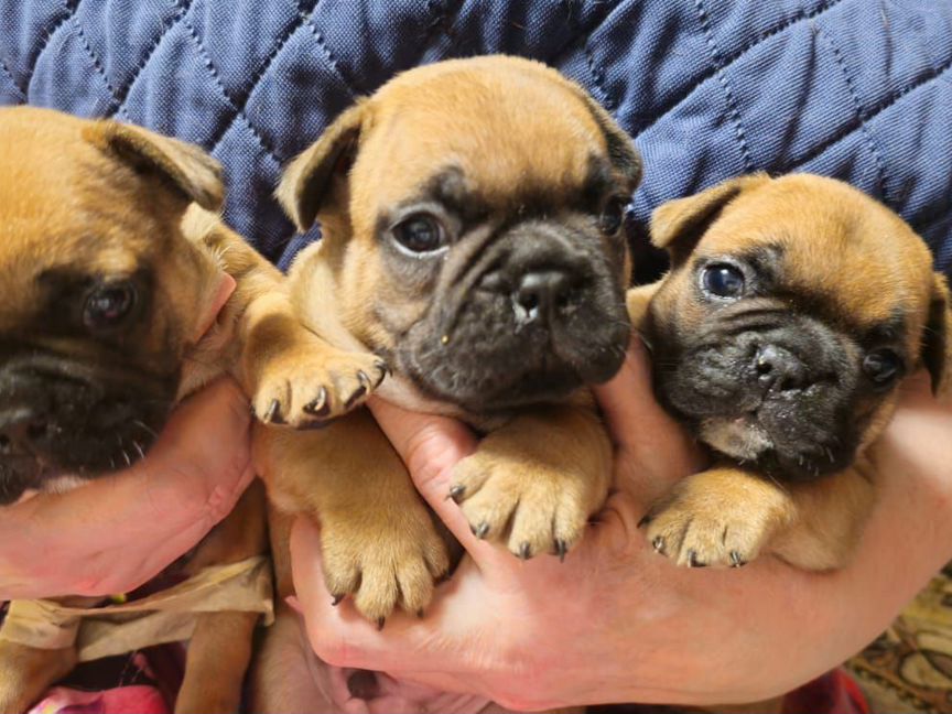 Французики красный ген