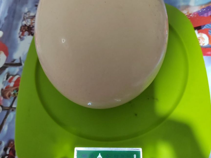 Страусиное яйцо