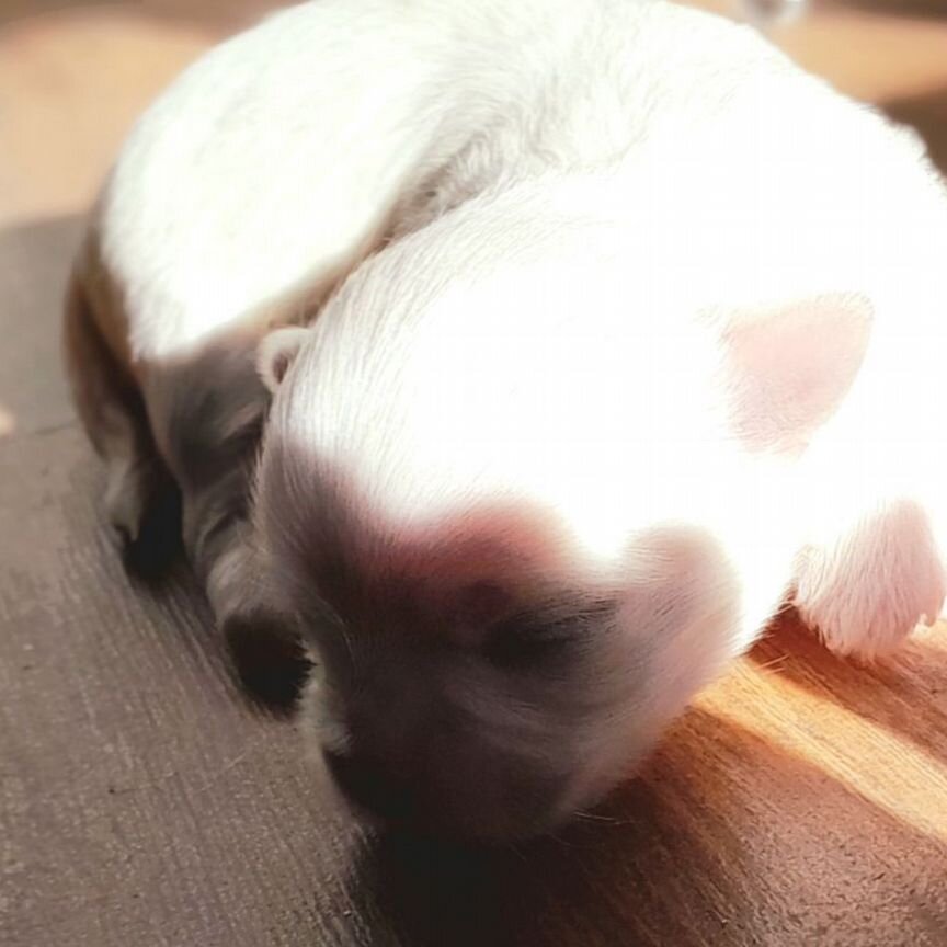 Щенки мальтезе