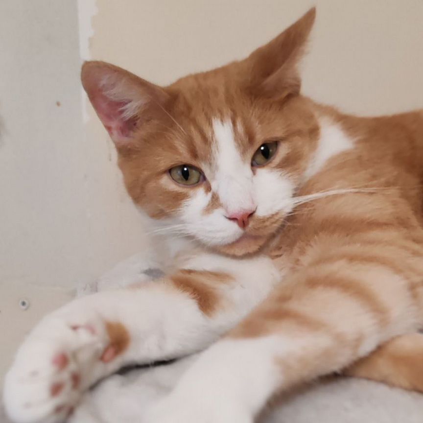 Взрослый кот в добрые руки