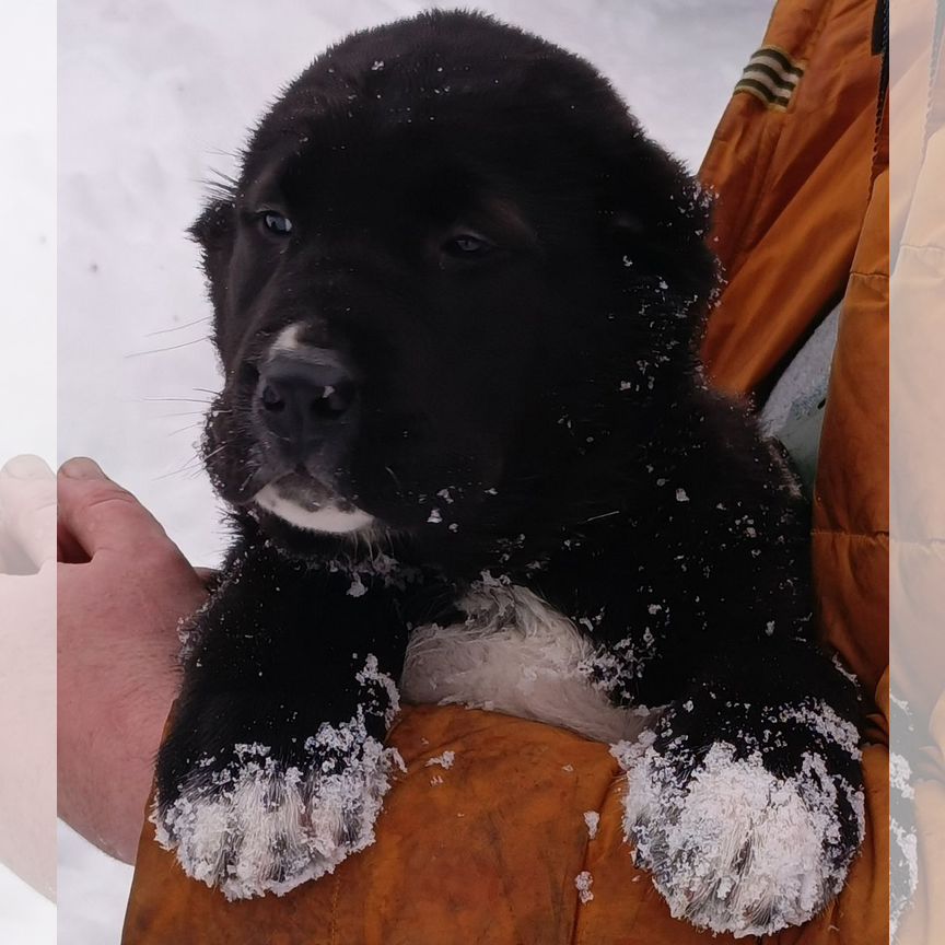 Среднеазиатская овчарка, щенок