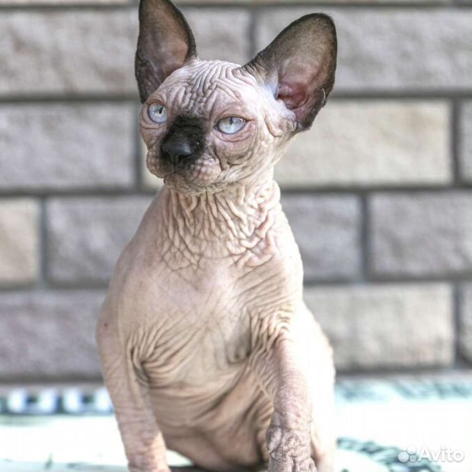 Канадский сфинкс экстрим-девочка