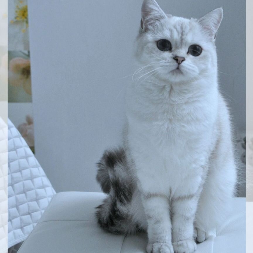 Шотландская кошка