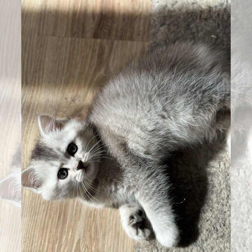 Шотландский котенок мальчик