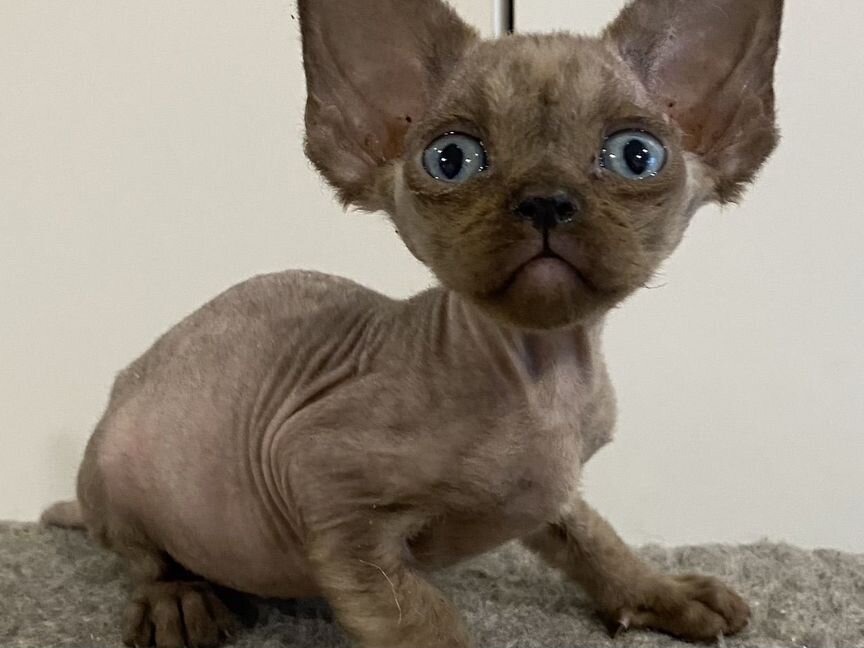Девон-рекс мальчик