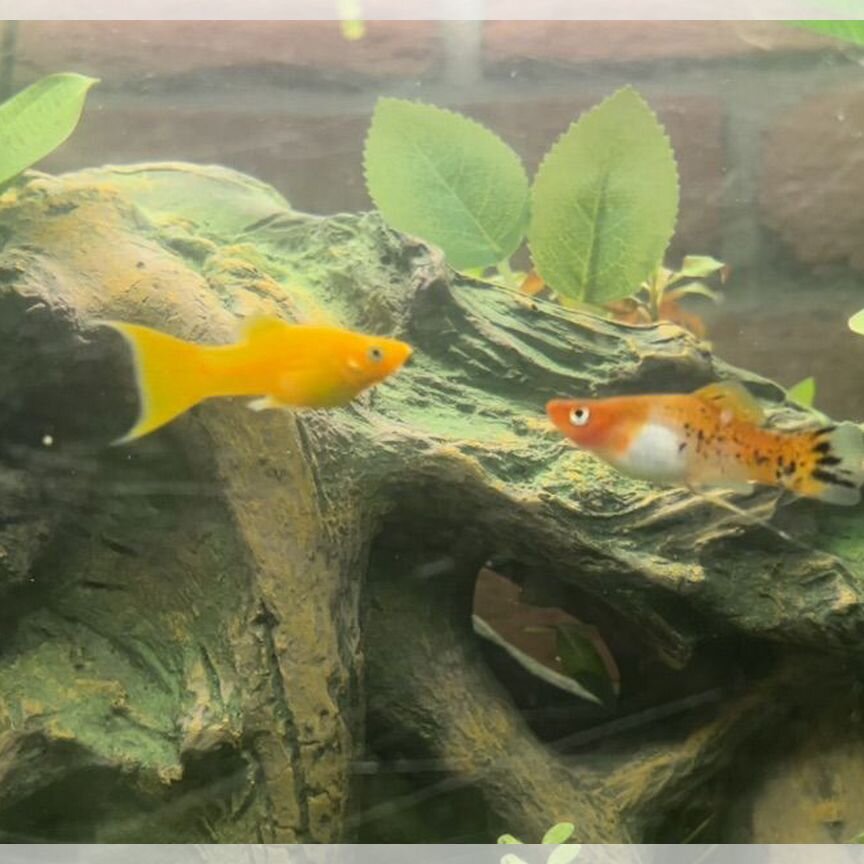 Моллинезия желтая