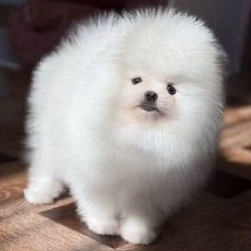 Белый померанский шпиц