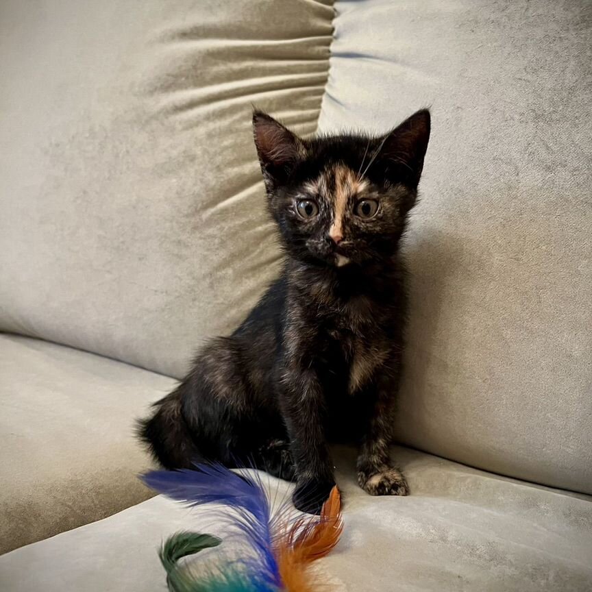 Котенок девочка 2 мес