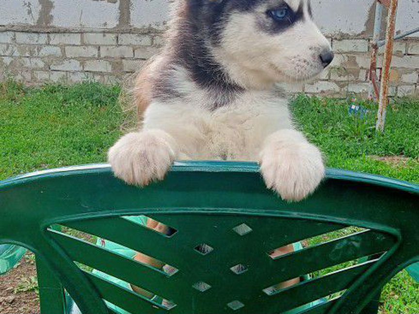 Собака
