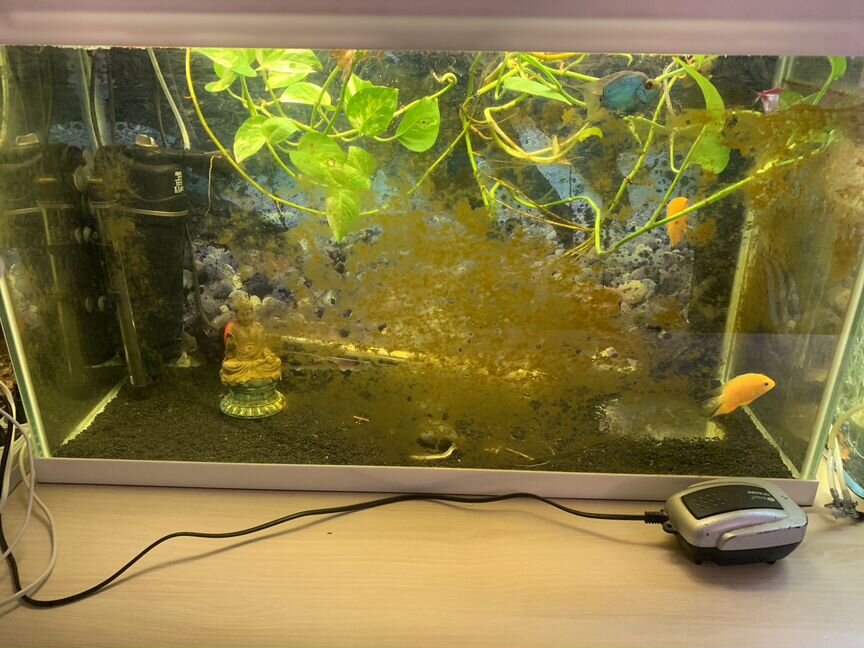 Аквариум с рыбками