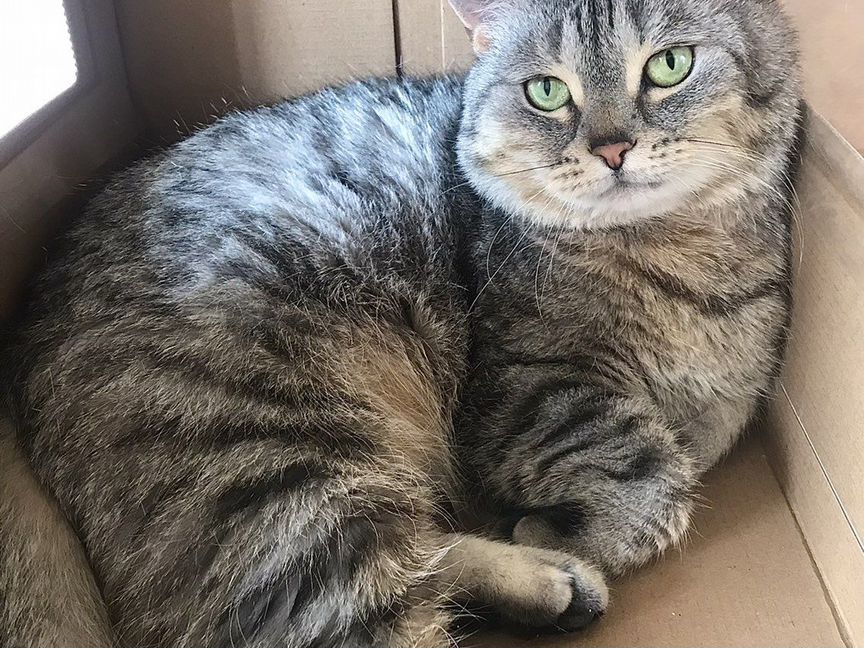 Кошечка красотка ищет дом