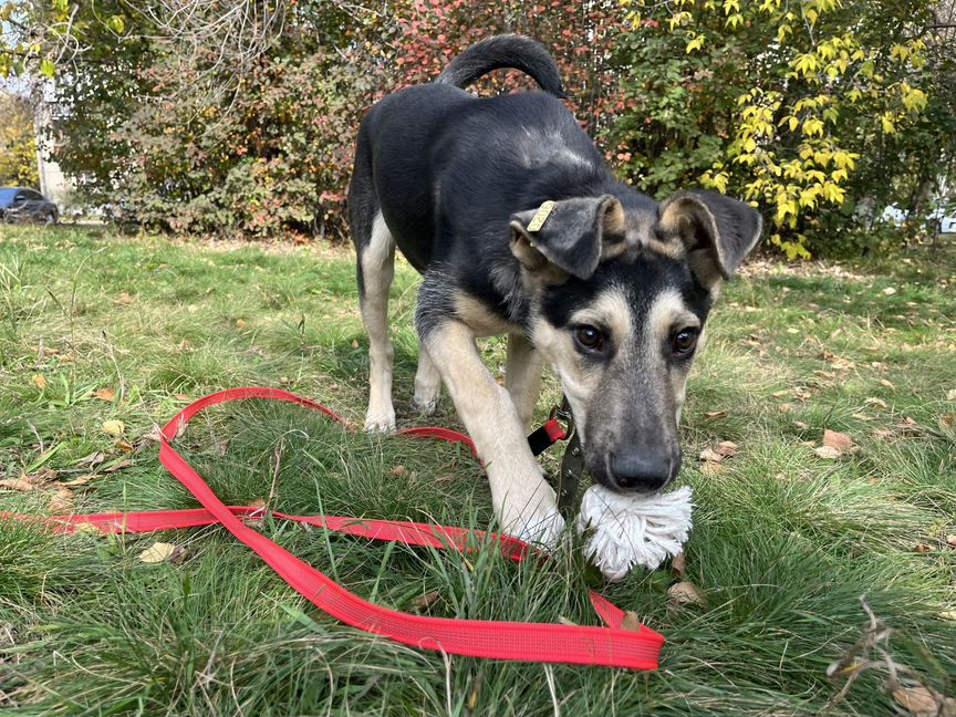 Щенок в добрые руки