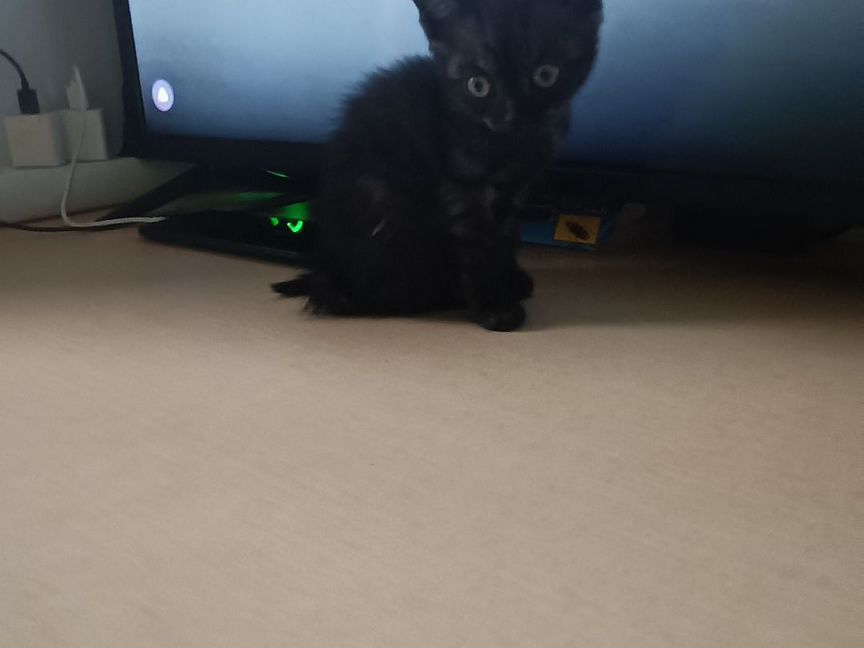 Котята