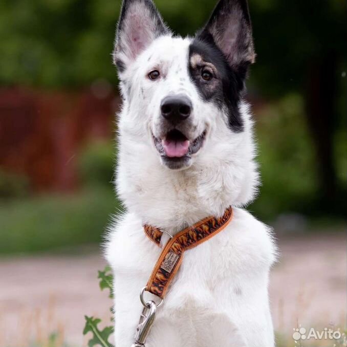 Молодой паренёк Бим