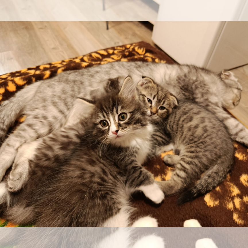 Шотландский вислоухий короткошёрстный котёнок