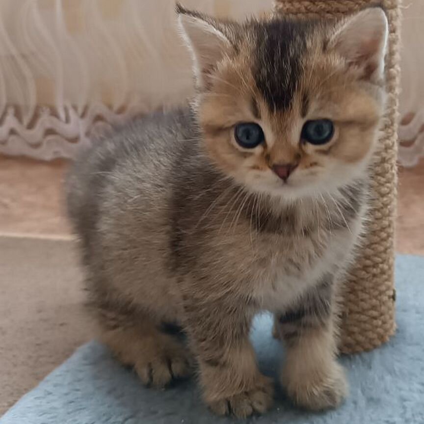 Шотландские котята шиншилла