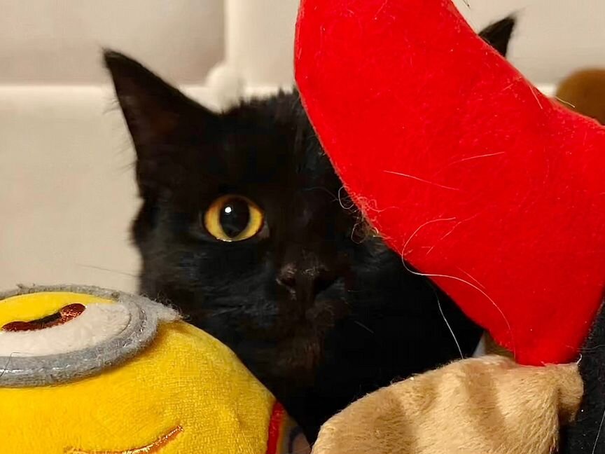 Котик бегемотик