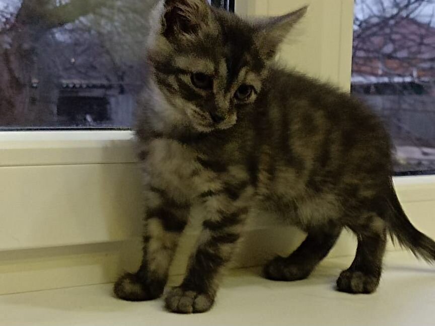 Котенок ищет семью