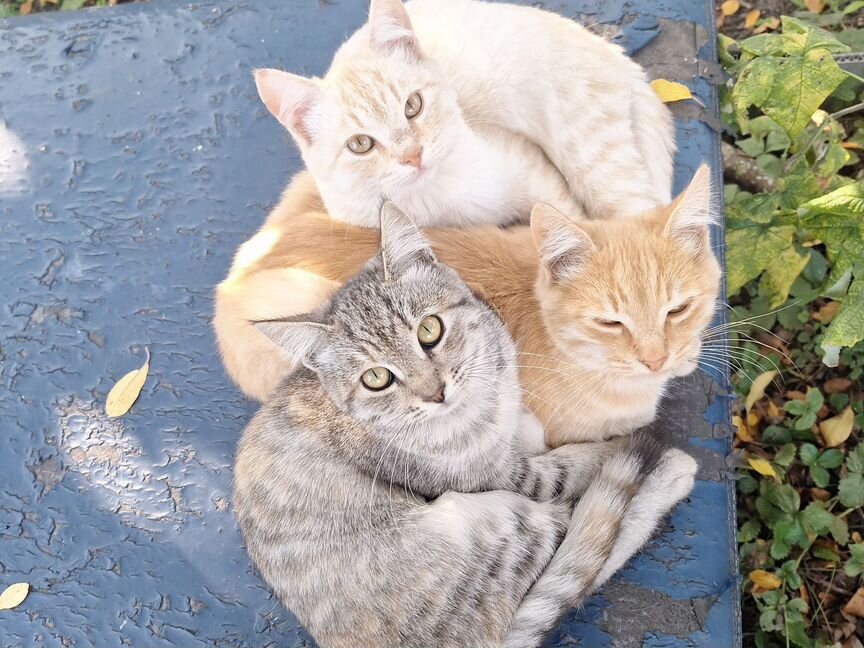 Кошки в добрые руки