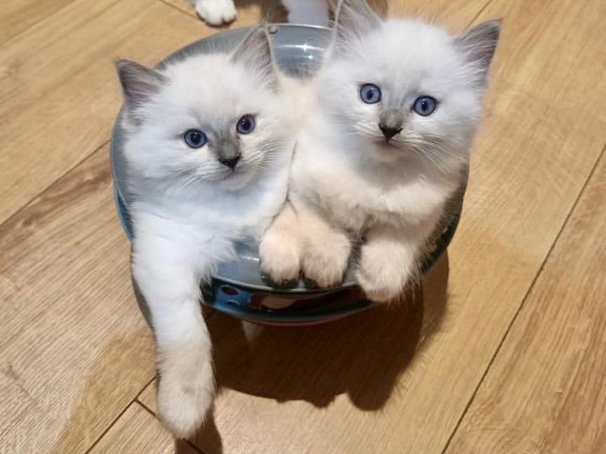 Котята Невские блю-колорпоинт