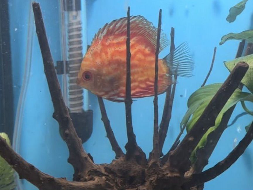 Дискусы продам