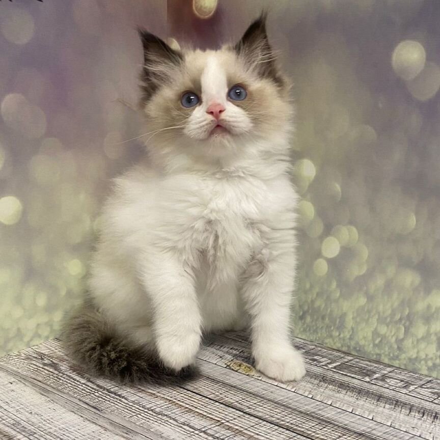 Девочка Рэгдолл