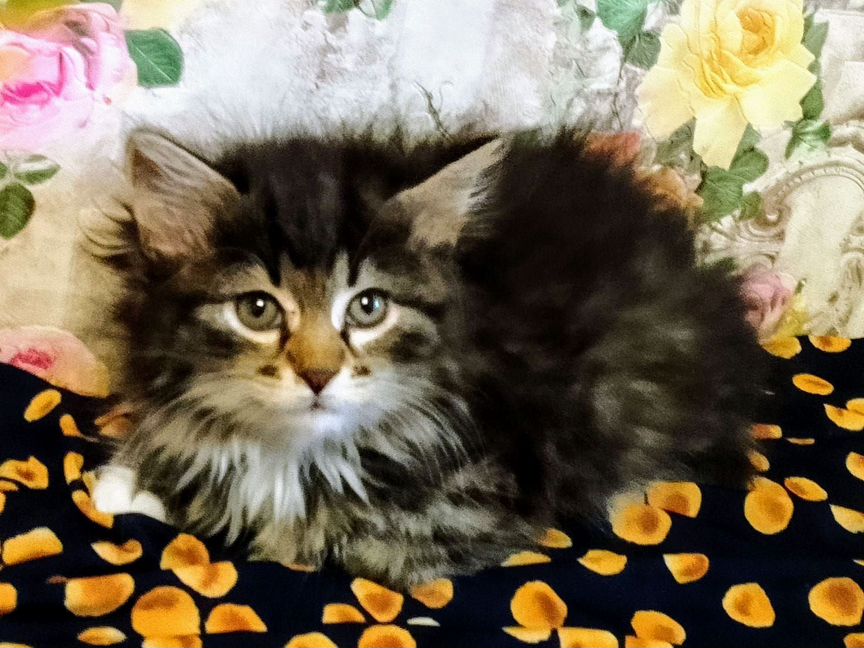 Супер пушистики