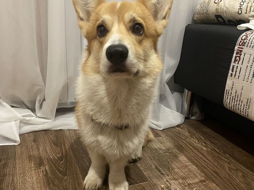 Корги кардиган