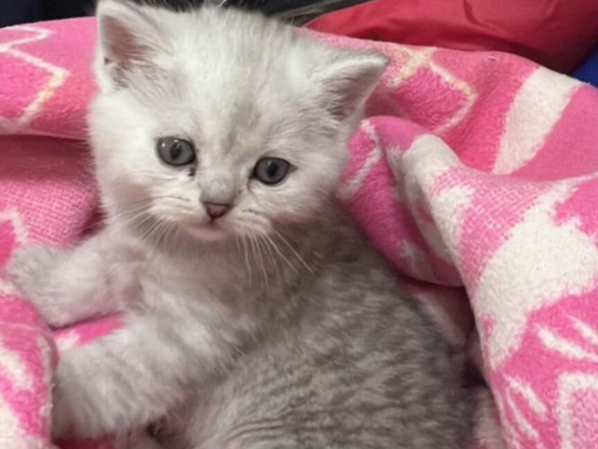 Шотладские котята