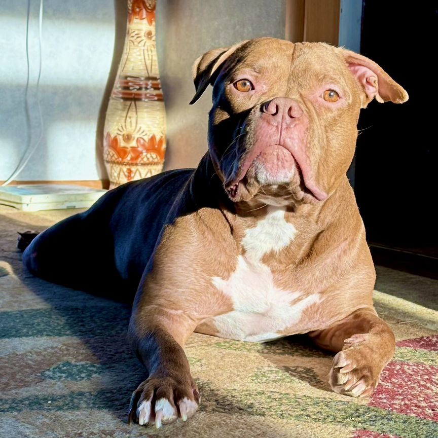 Американский булли, взрослый пёс