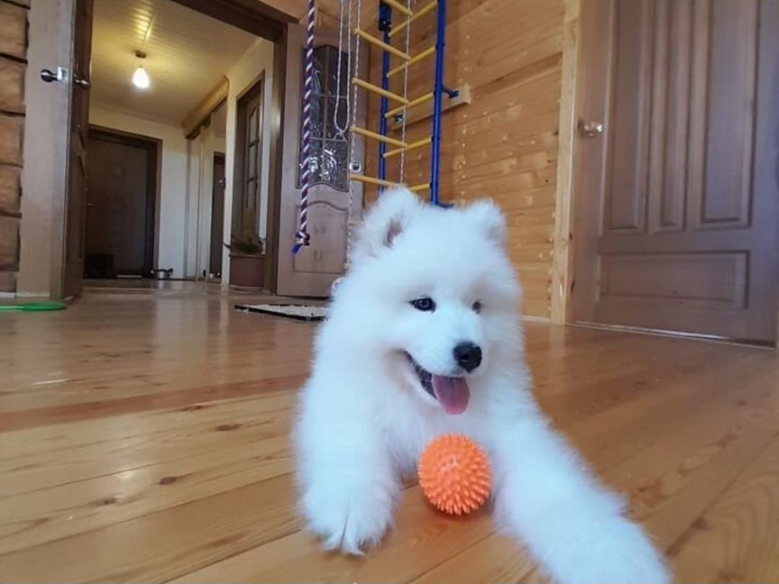 Самоедская лайка