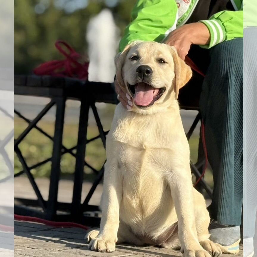 Лабрадор-ретривер, щенок