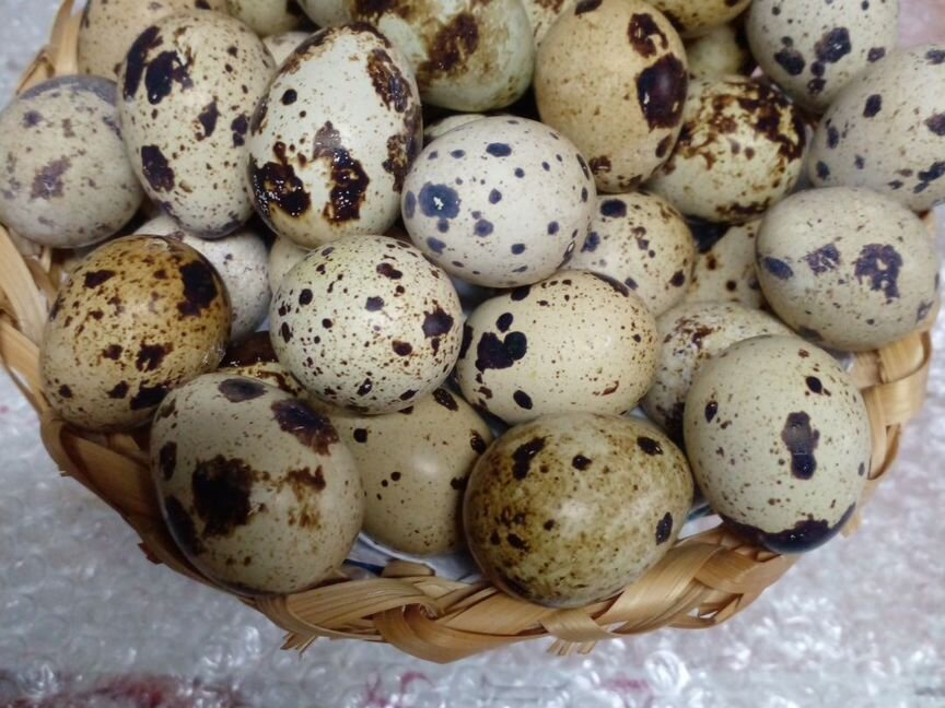 Яйца перепелиные инкубационное