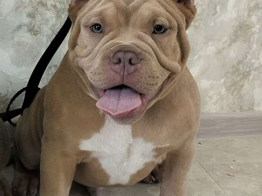 Американский булли покет