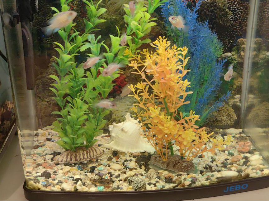 Цихлиды нанокара