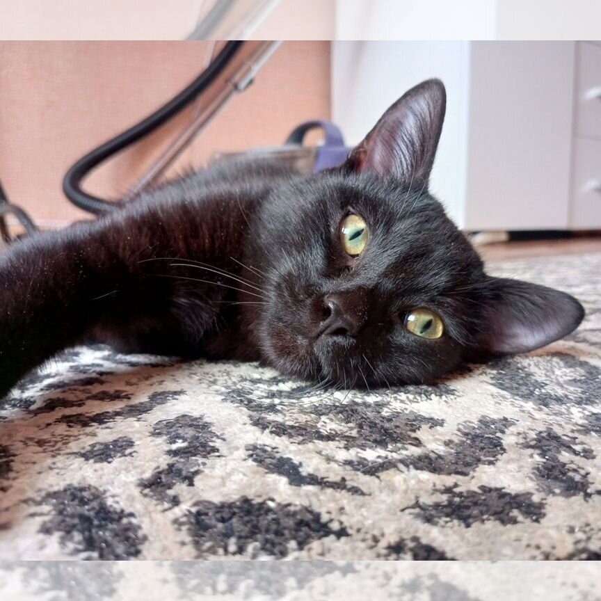 Кот Шоколад