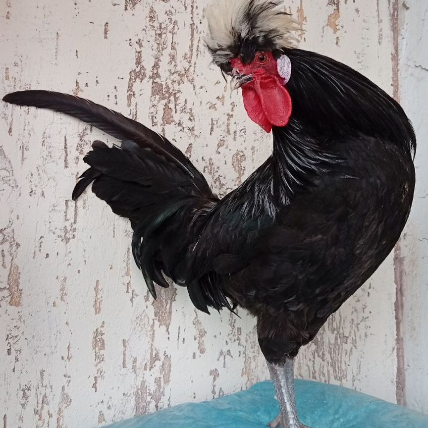 Петух породы Голландская белохохлая