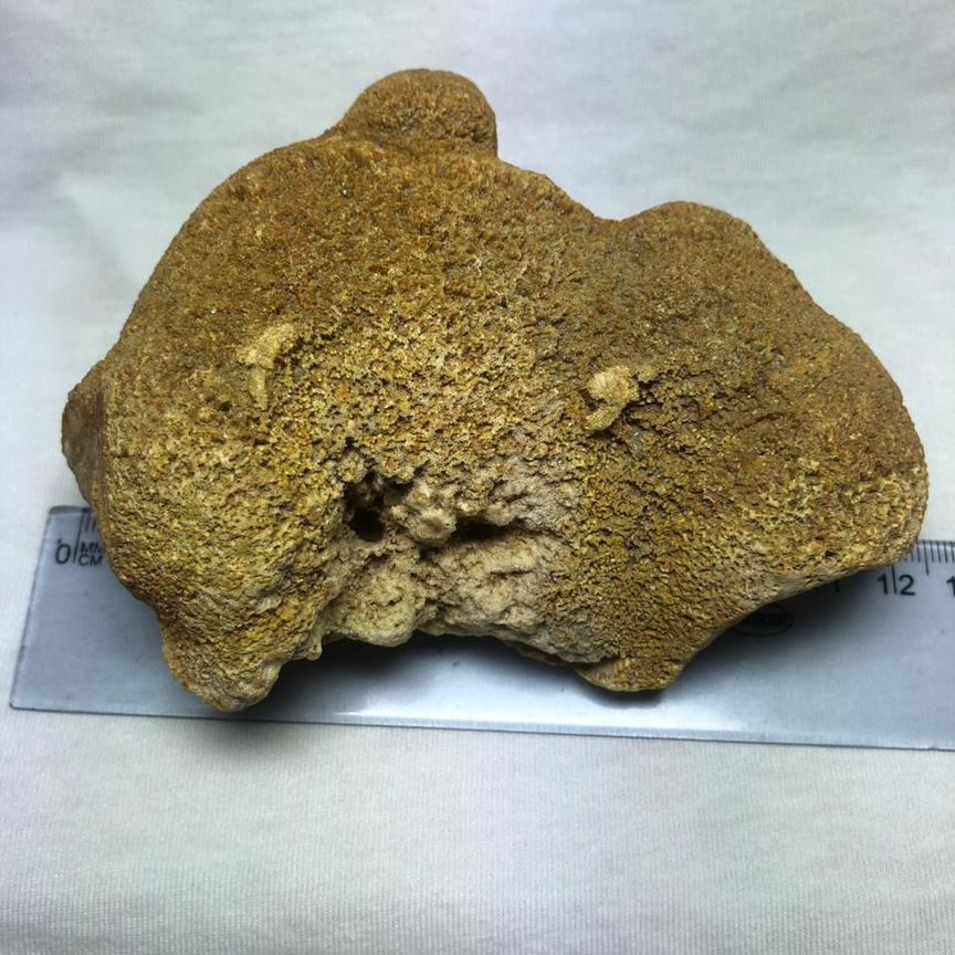 Окаменелости губка Хететес, брахиопода, корал