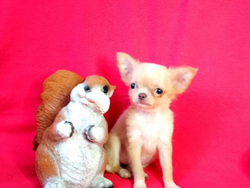 Миниатюрная красотка