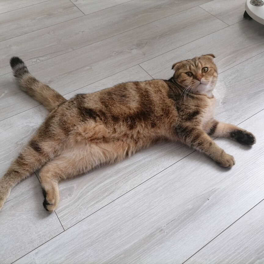 Британская