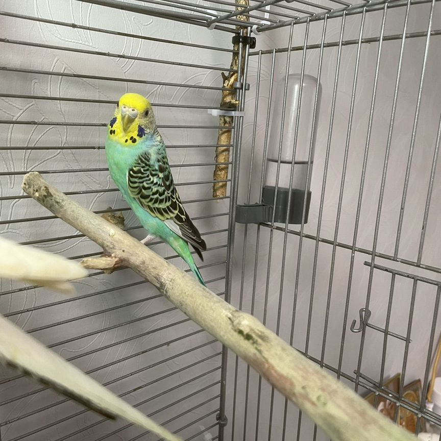 Волнистый попугай