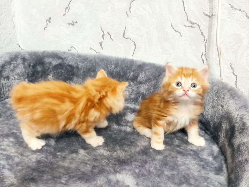 Курильский бобтейл