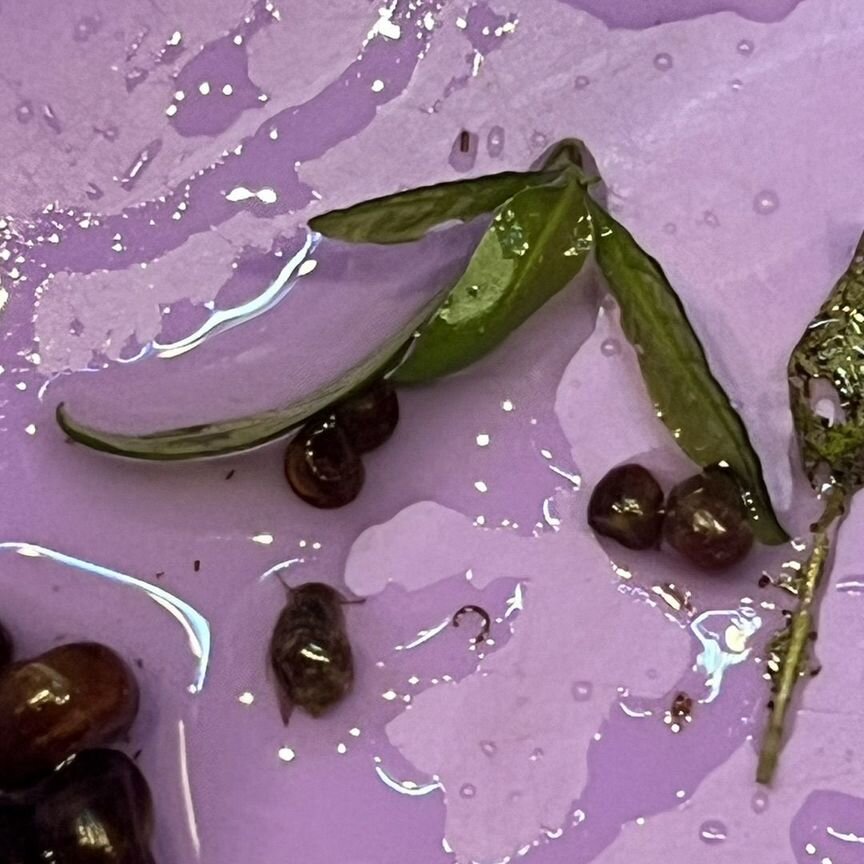 Аквариумные улитки