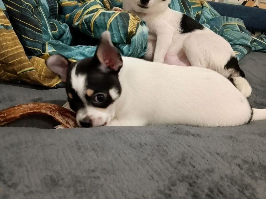 Щенки чихуахуа