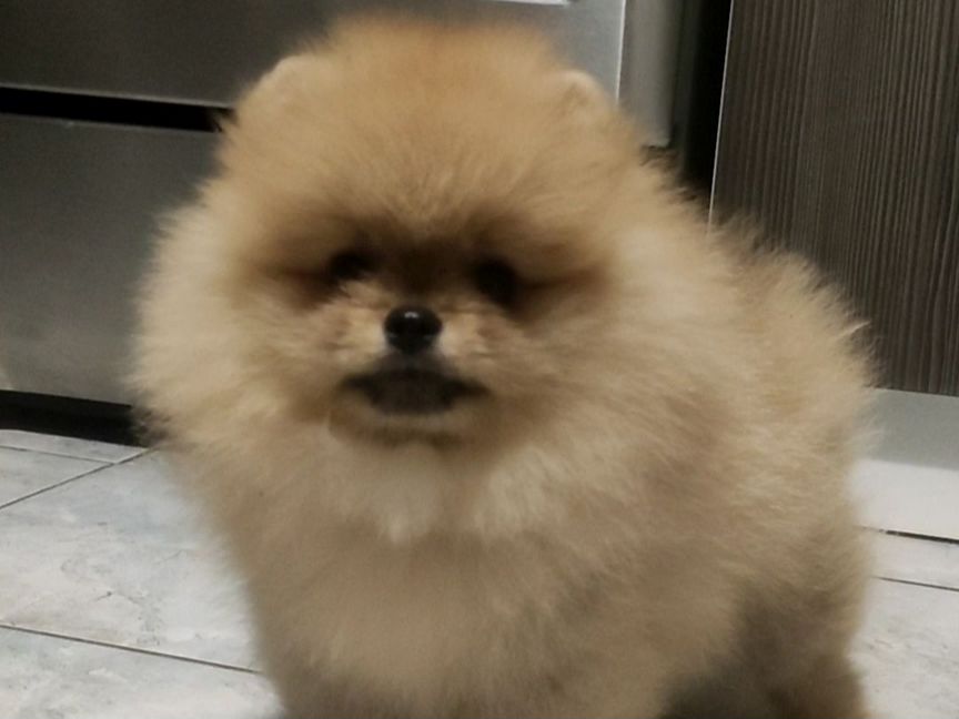 Померанский шпиц