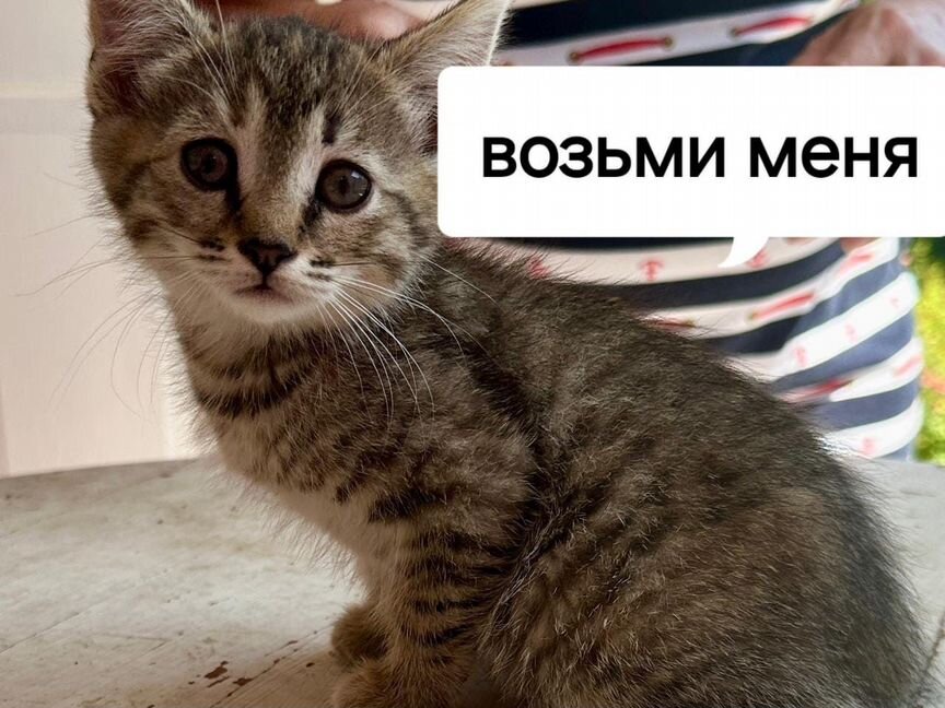 Котята от любимой кошки Отдаю